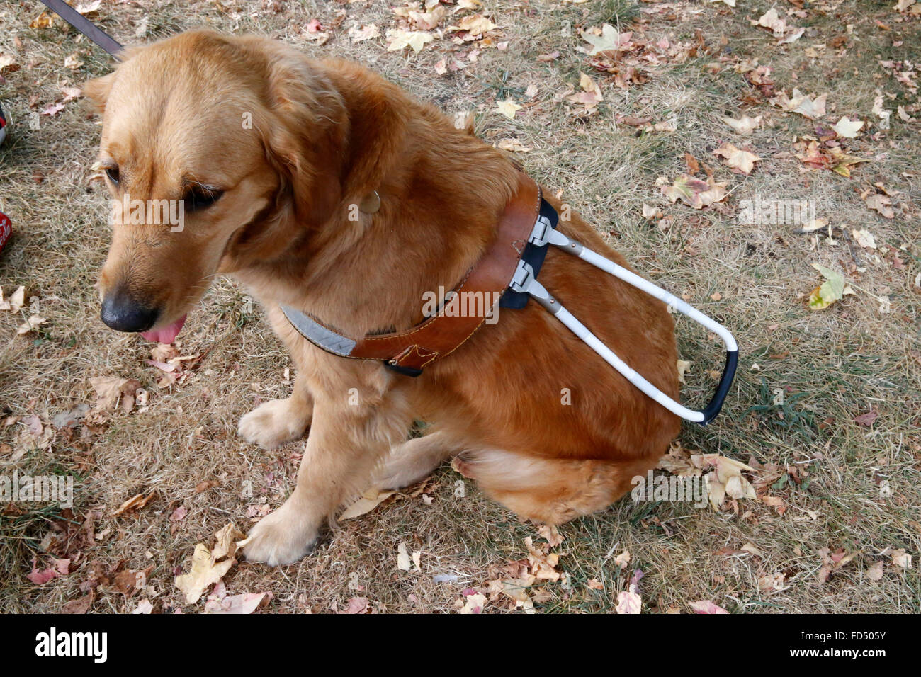 Blind person's help dog Stock Photo - Alamy