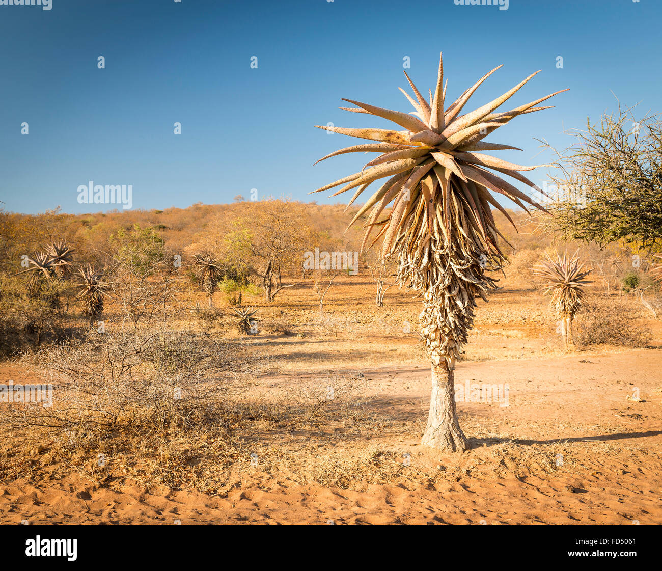 Wild growing aloe vera trees in a desert landscape in Botswana, Africa ...
