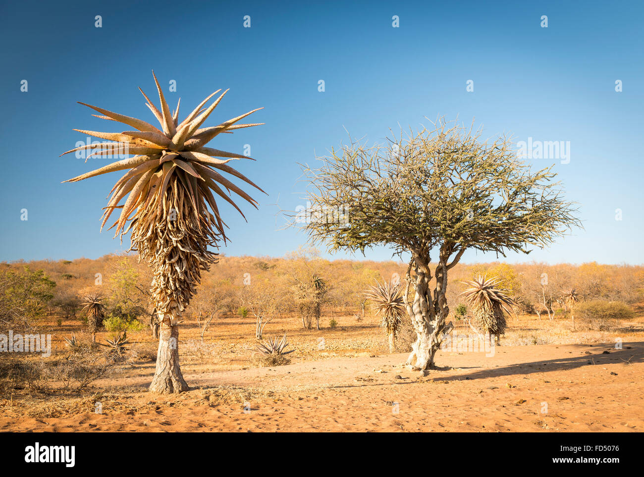 Wild growing aloe vera trees in a desert landscape in Botswana, Africa ...