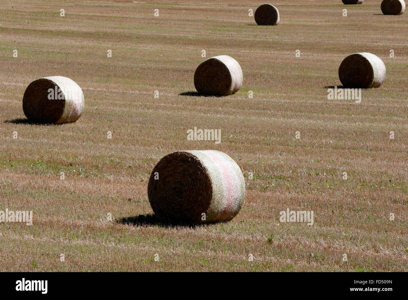 Bales in a field Stock Photo - Alamy