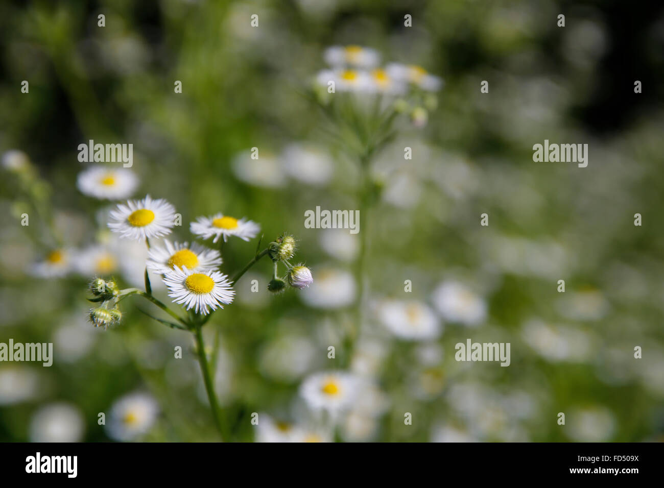 Bellis perennis is a common european species of daisy hi-res stock ...