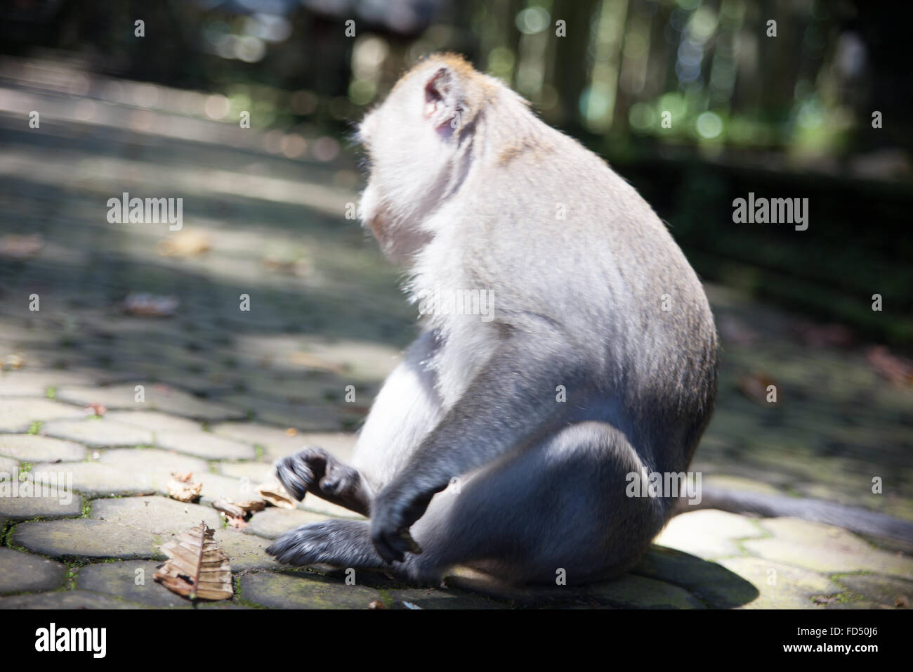 Side View Of A Monkey Stock Photo - Alamy