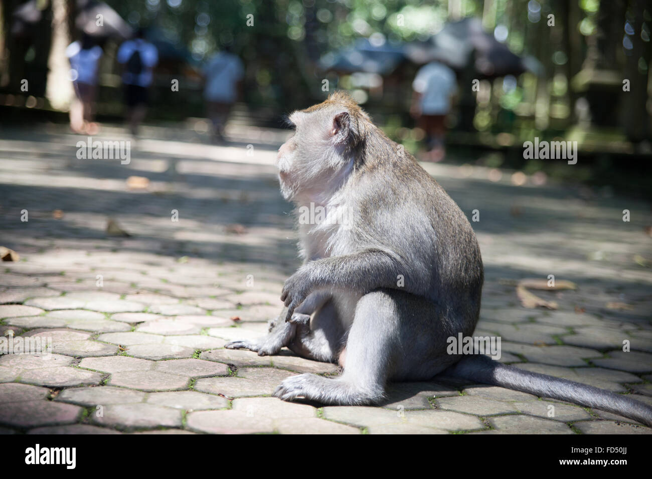 Monkey Side View High Resolution Stock Photography and Images - Alamy