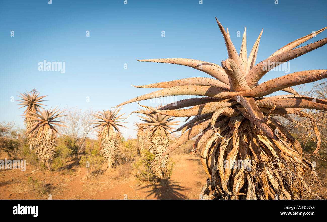 Wild growing aloe vera trees in a desert landscape in Botswana, Africa ...