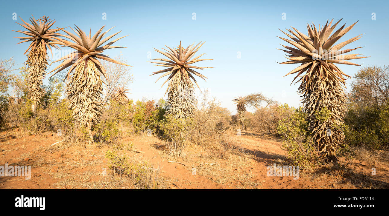 Wild growing aloe vera trees in a desert landscape in Botswana, Africa ...