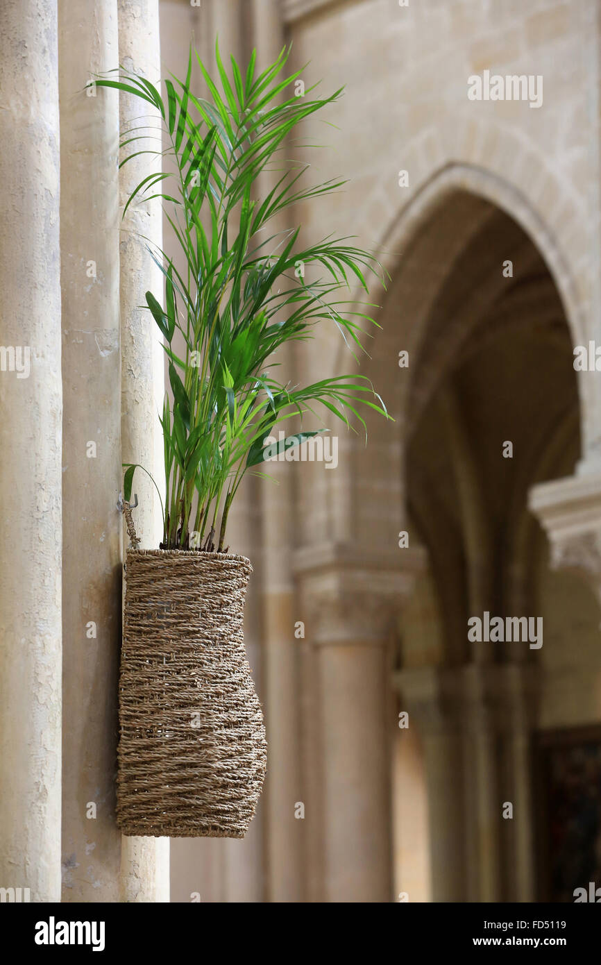 Faith plant hi-res stock photography and images - Alamy