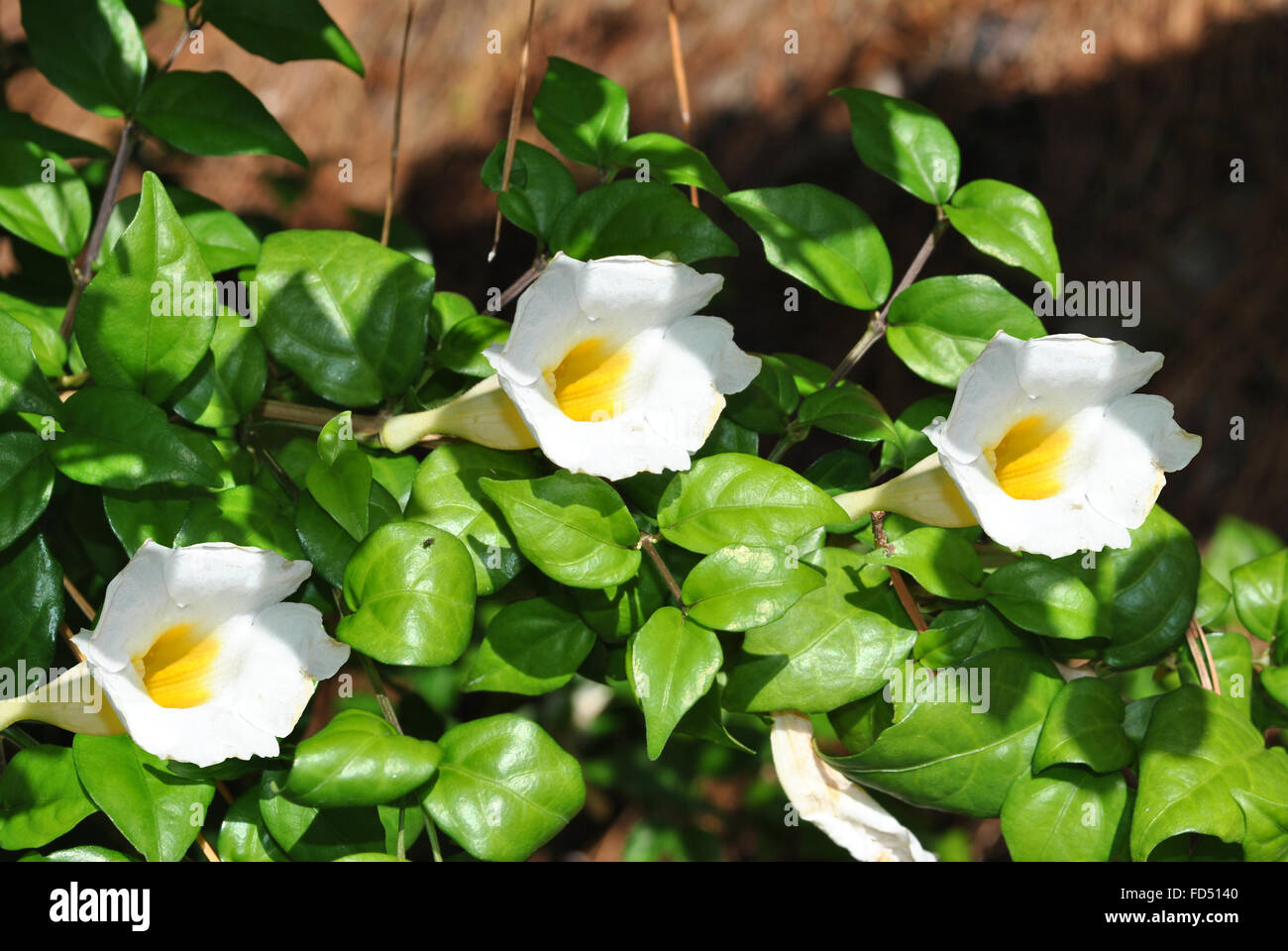 White kings mantle Latin name thungbergia erecta Alba Stock Photo - Alamy