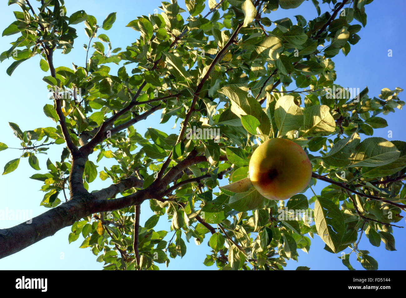 One apple on the tree Stock Photo - Alamy