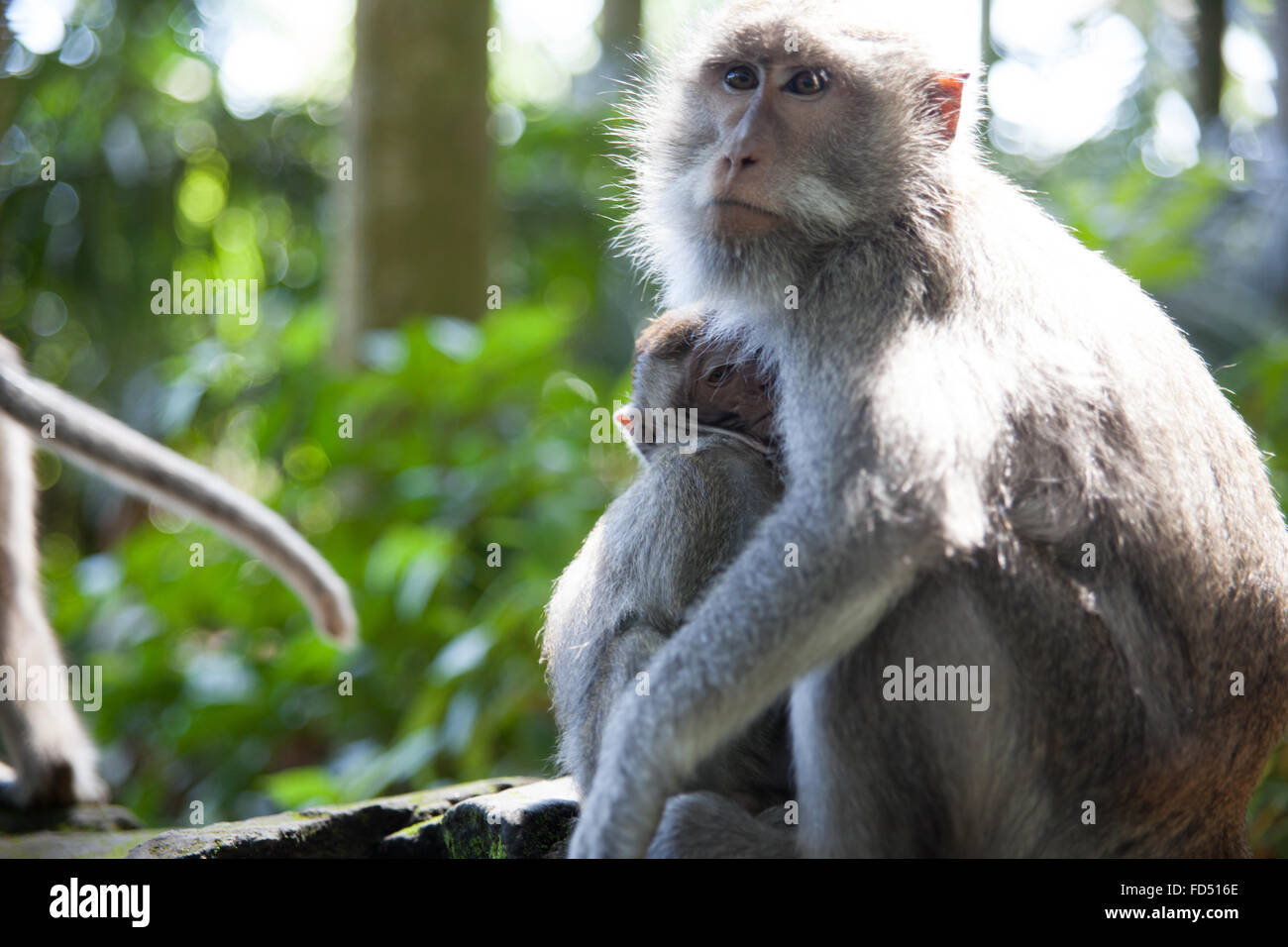 Baby monkeys hi-res stock photography and images - Alamy