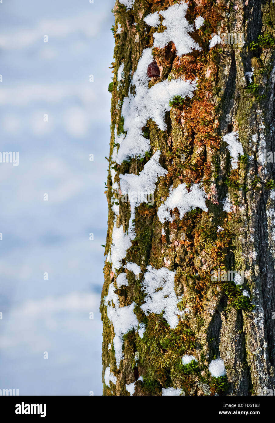 Closeup of a tree with moss and ice in a cold winter day Stock Photo ...