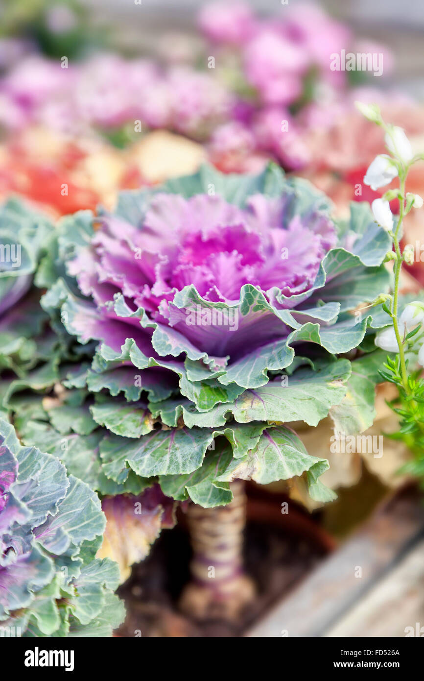 Ornamental cabbage winter hi-res stock photography and images - Alamy
