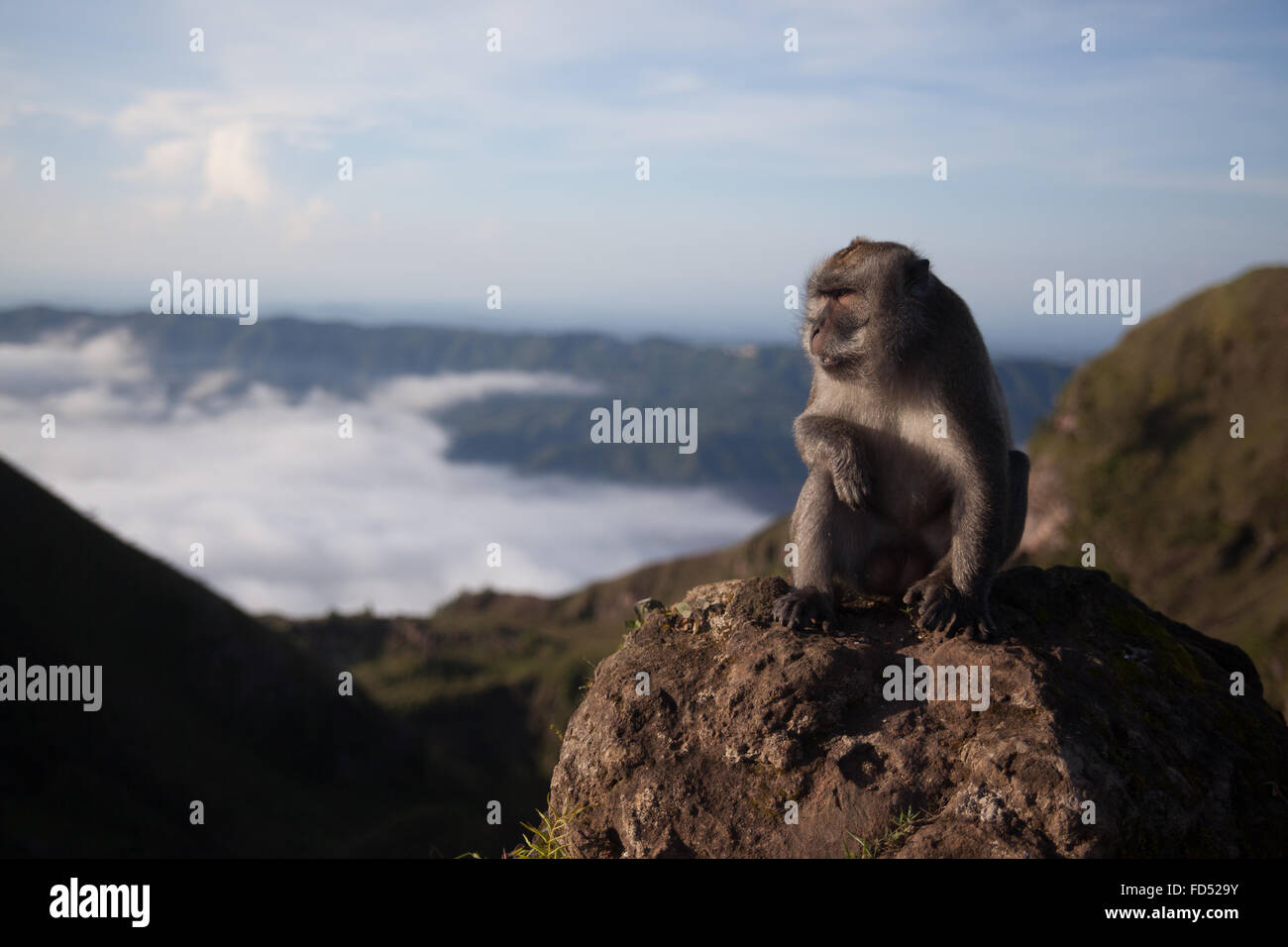 Monkey On Head High Resolution Stock Photography and Images - Alamy