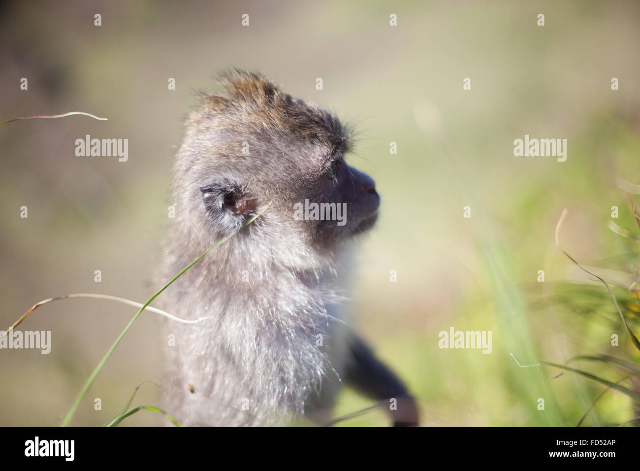 Monkey Curiosity High Resolution Stock Photography and Images - Alamy