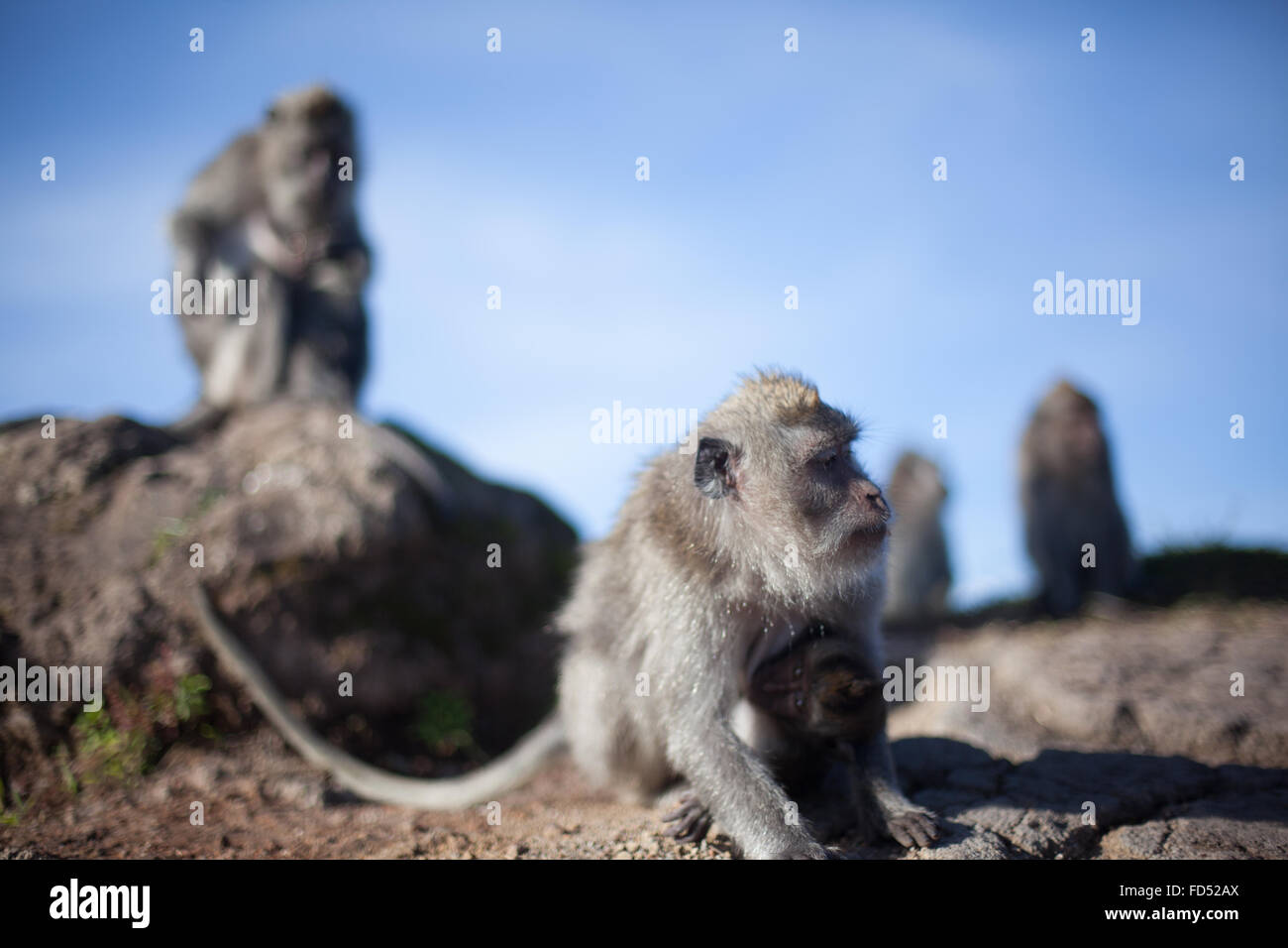 Group Of Long-Tailed Gray Macaques Stock Photo - Alamy