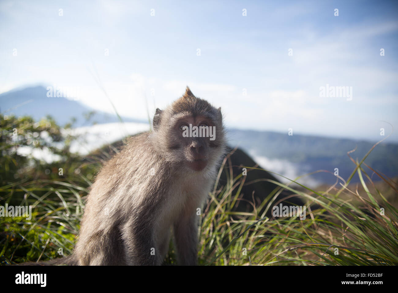 Long-Tailed Gray Macaque Stock Photo - Alamy