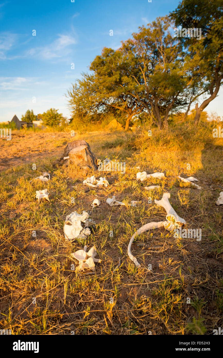 Botswana drought cattle hi-res stock photography and images - Alamy