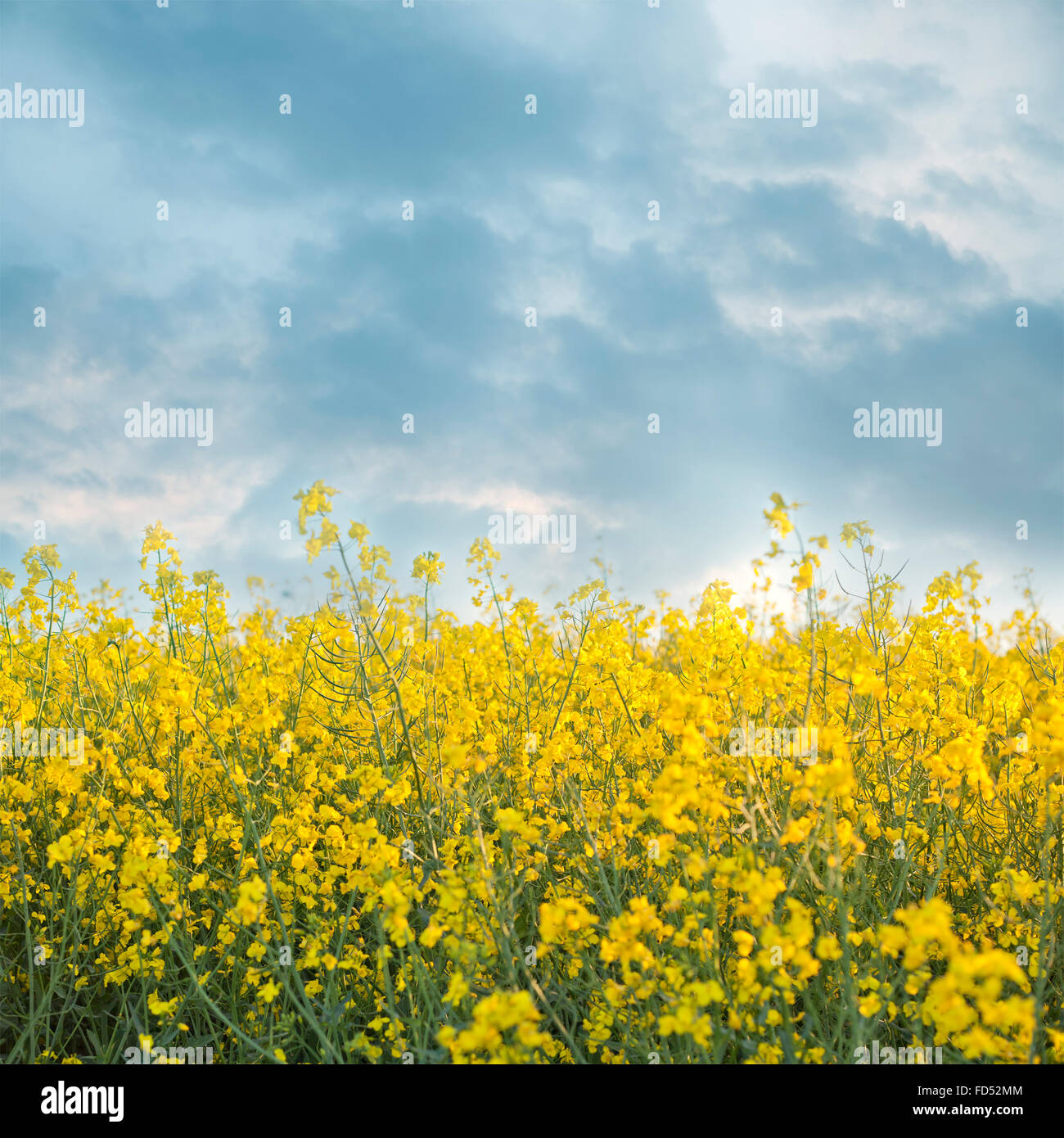 Rapeseed agriculture hi-res stock photography and images - Alamy