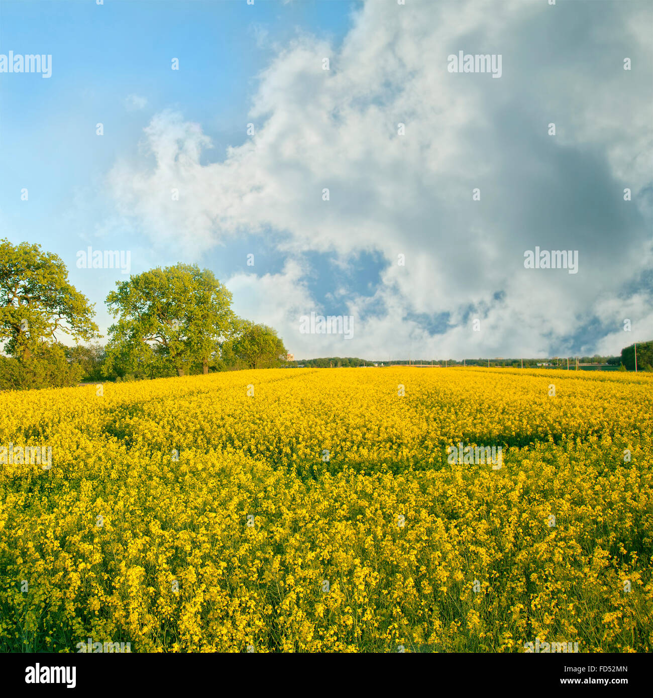 Blooming rapeseed hi-res stock photography and images - Alamy