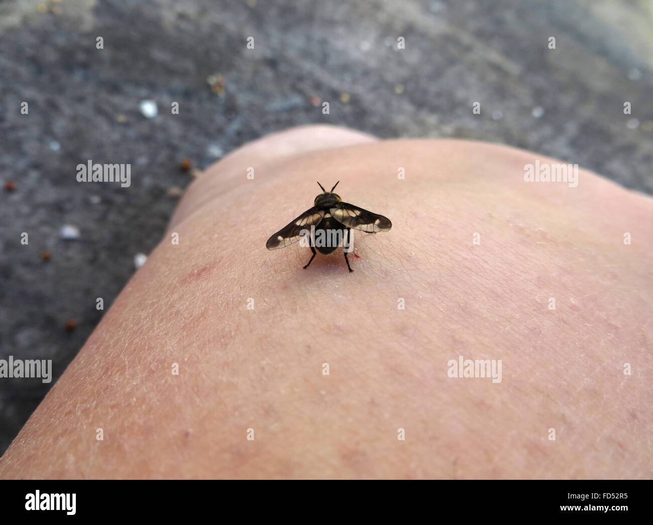 Rear view of splayed deer fly (Chrysops caecutiens) on the photographer ...