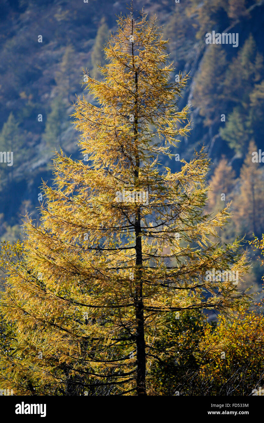 Le tree hi-res stock photography and images - Alamy