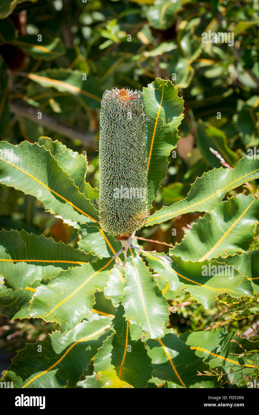Banksia Robur or Swamp Banksia with large green leaves Stock Photo - Alamy