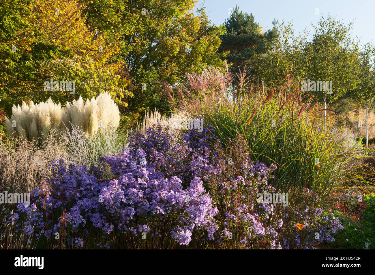 The Prairie Borders, featuring Aster and grasses. Brightwater Gardens ...