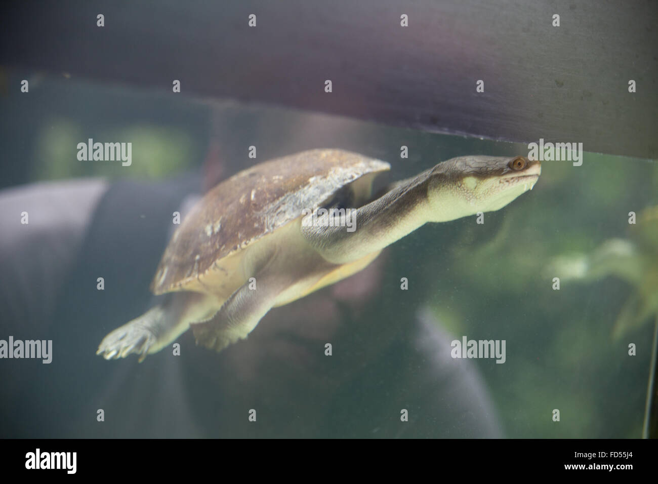 Indoors turtle hi-res stock photography and images - Alamy