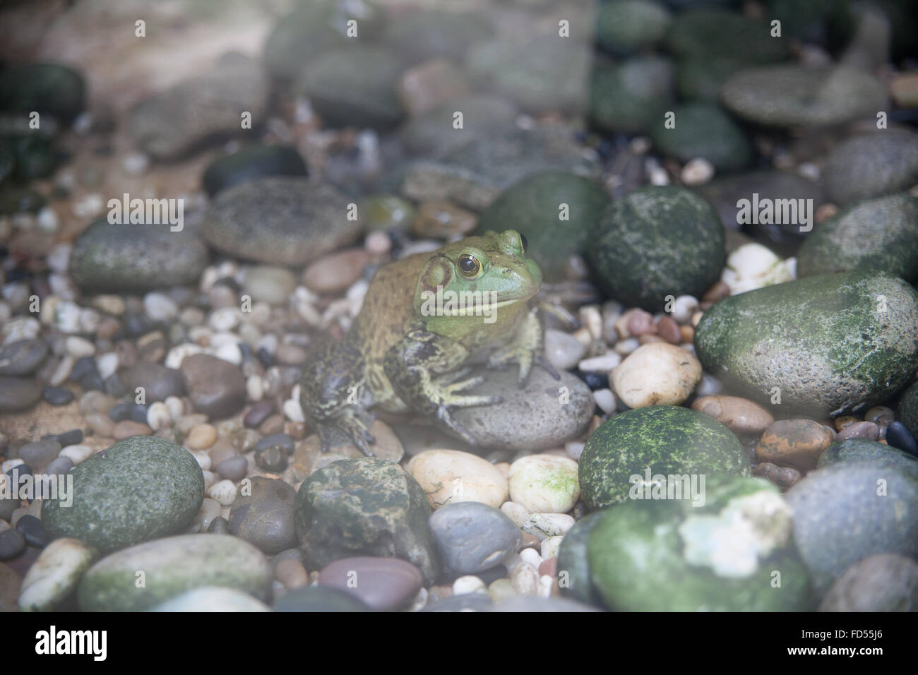 Pebble toad hi-res stock photography and images - Alamy