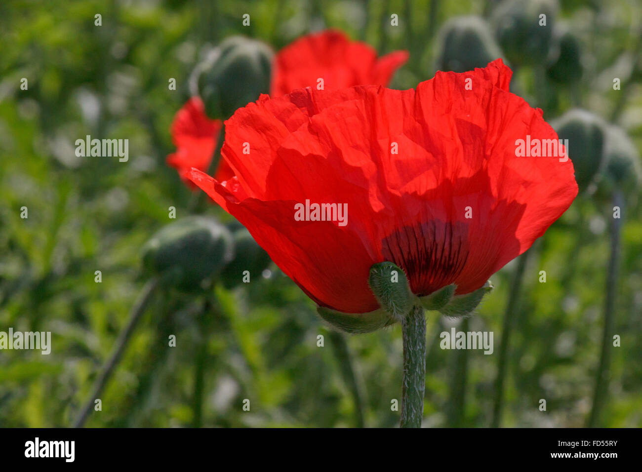 close up of red poppy Stock Photo - Alamy