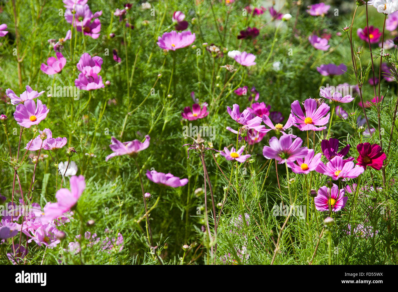 Cosmos flowers in field hi-res stock photography and images - Alamy