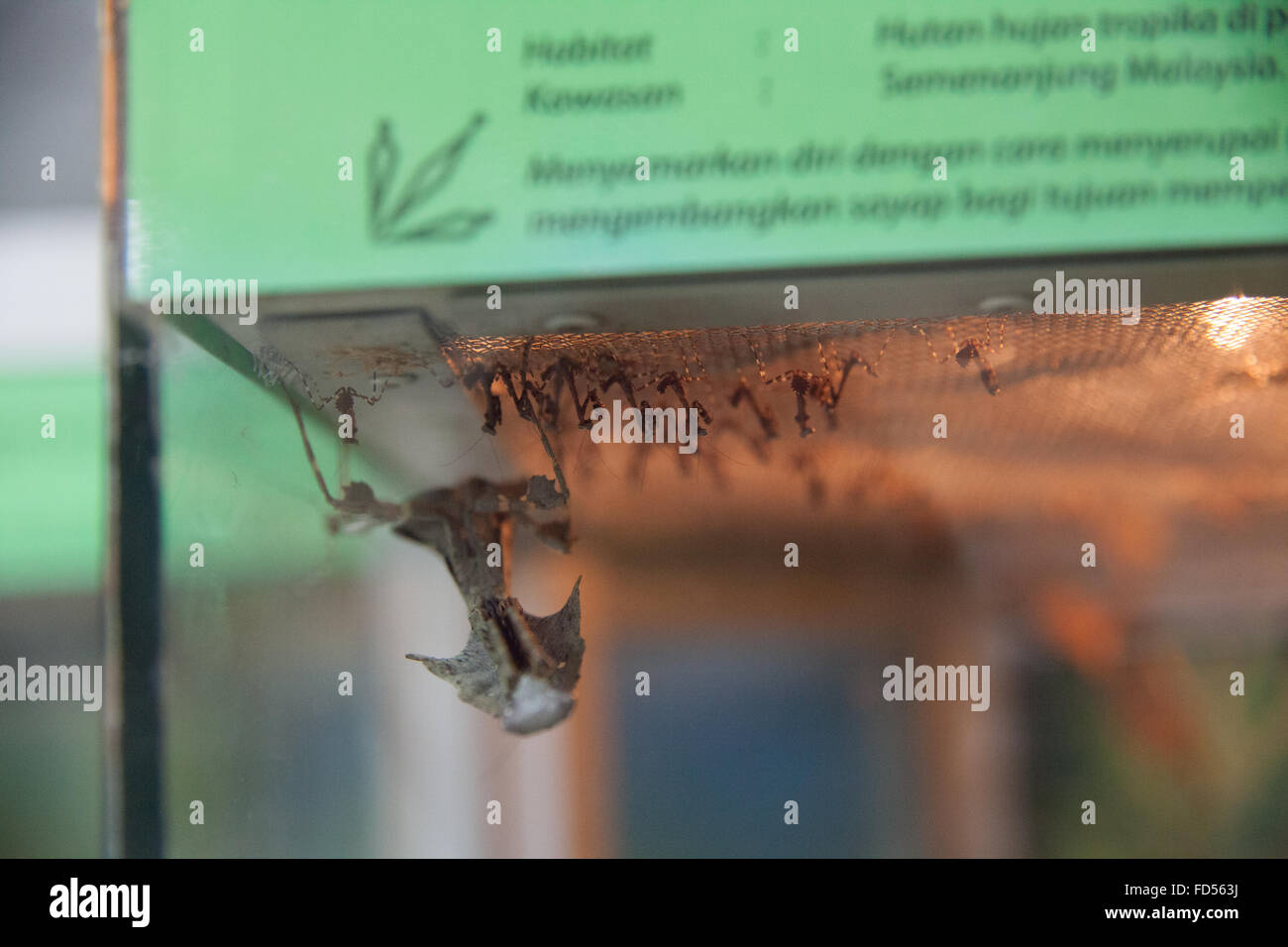 Praying Mantis In Glass Cage Stock Photo - Alamy