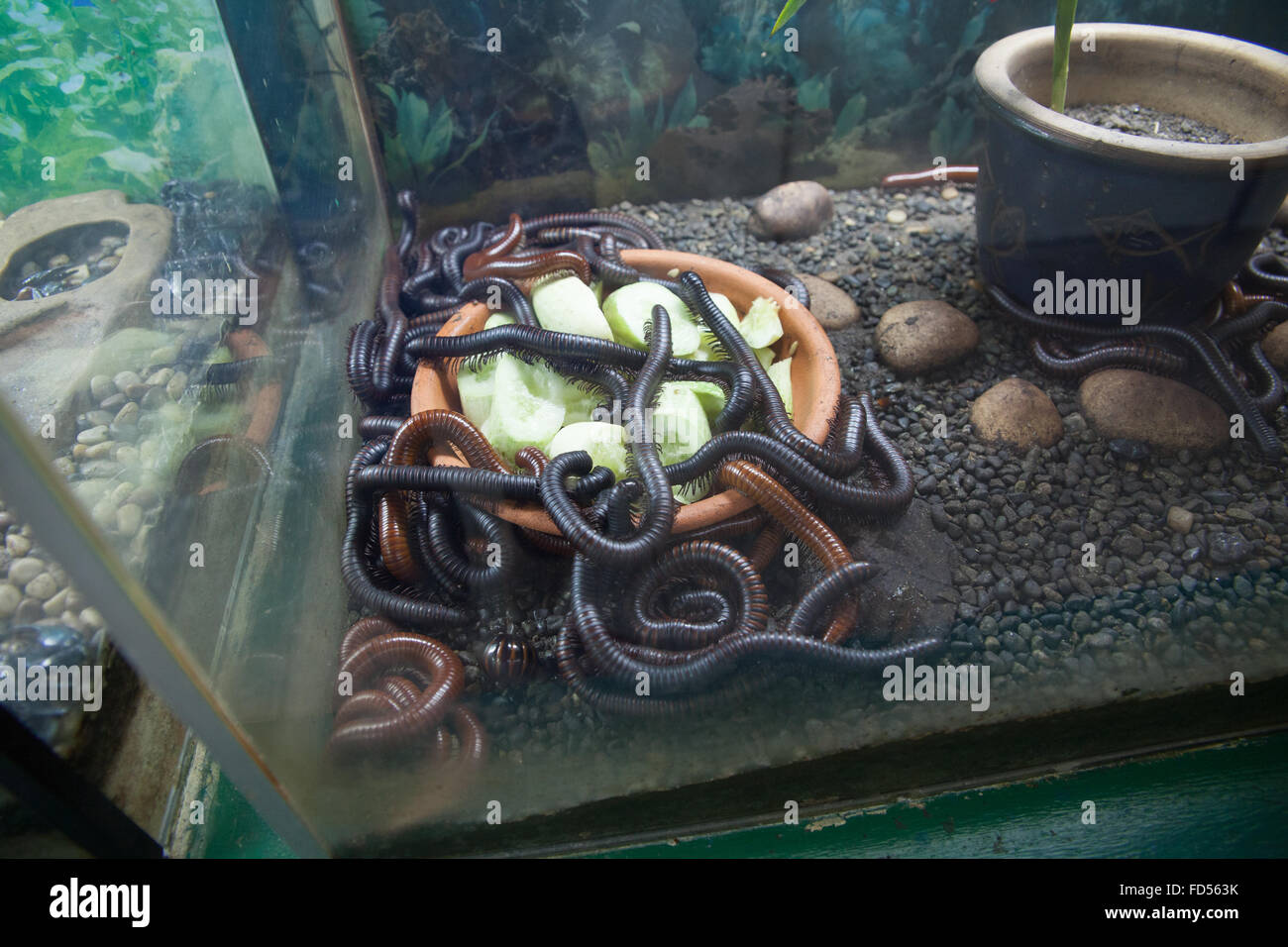 Pebble in cage hi-res stock photography and images - Alamy