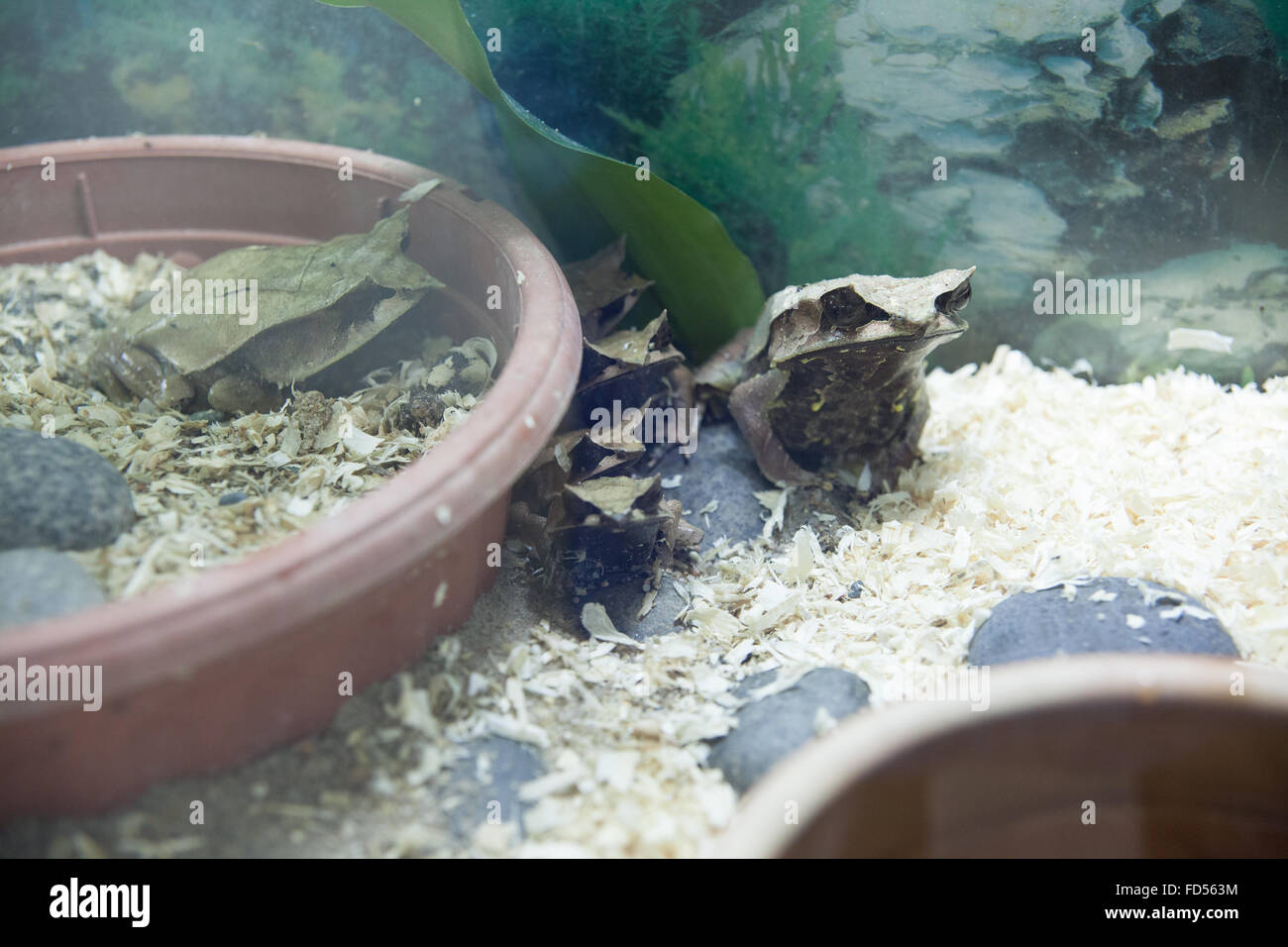 Captivity animal cage hi-res stock photography and images - Alamy