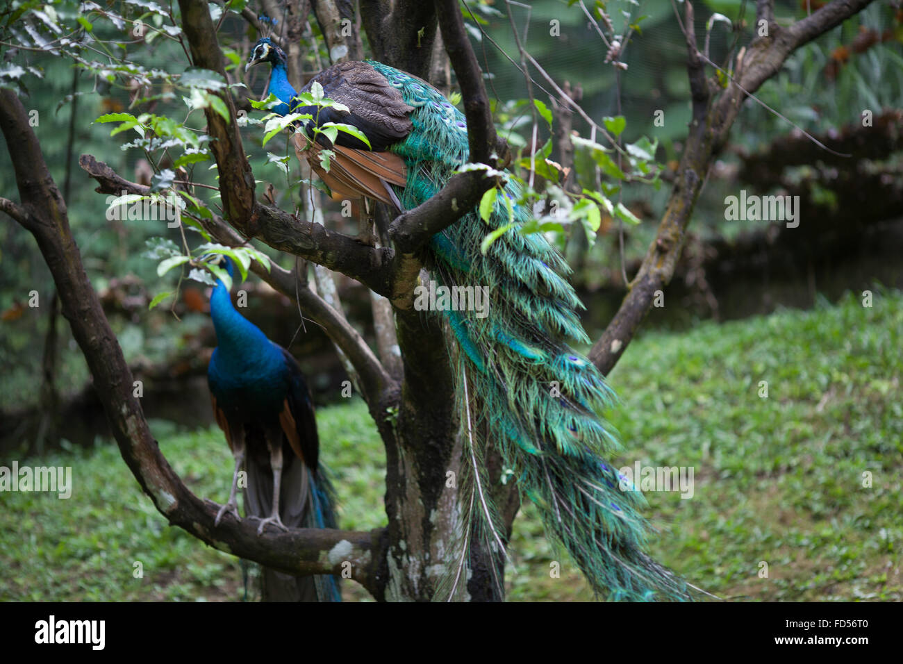 Peacocks In Zoo Stock Photo - Alamy