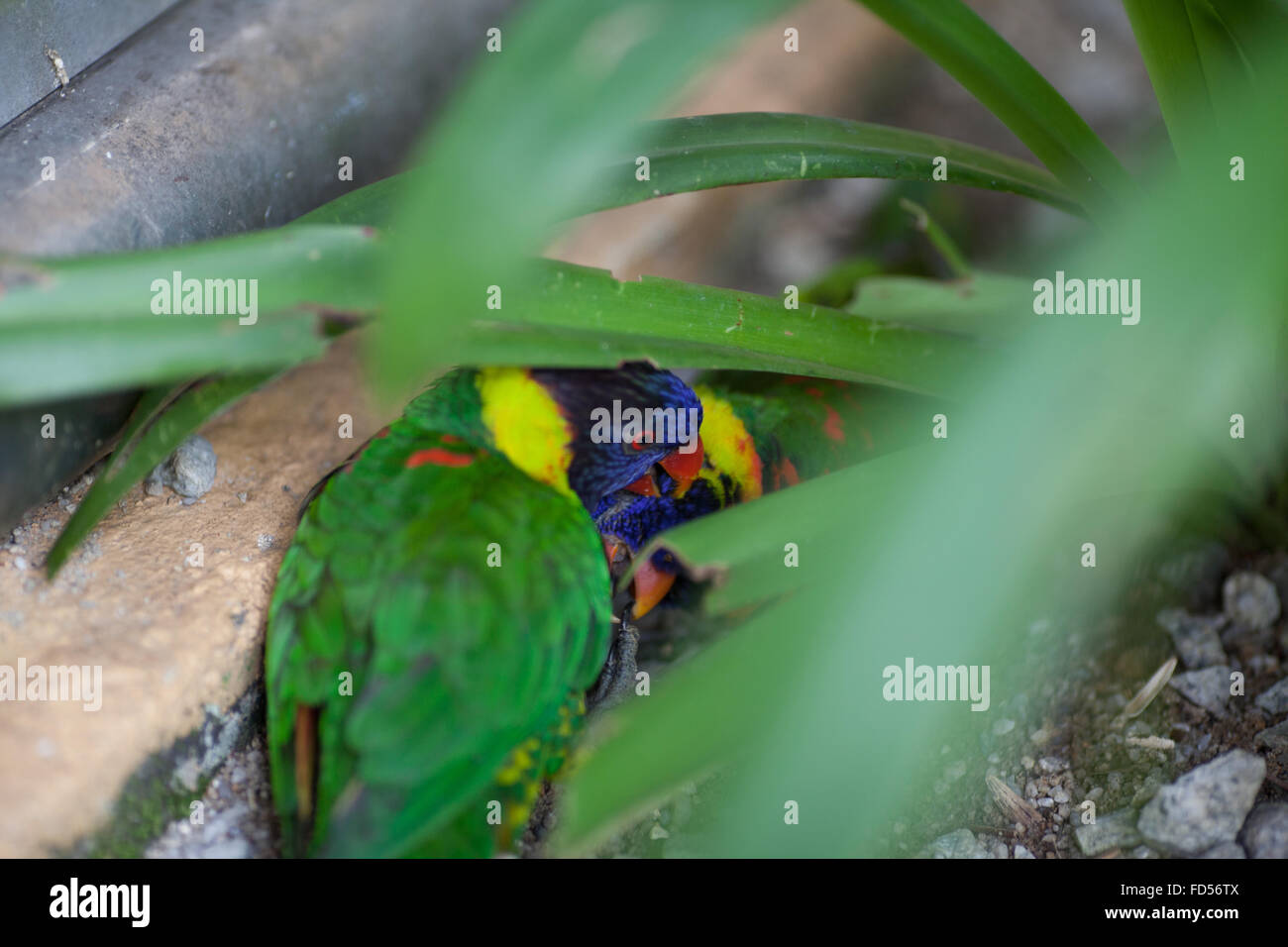 Parrot eating hi-res stock photography and images - Alamy
