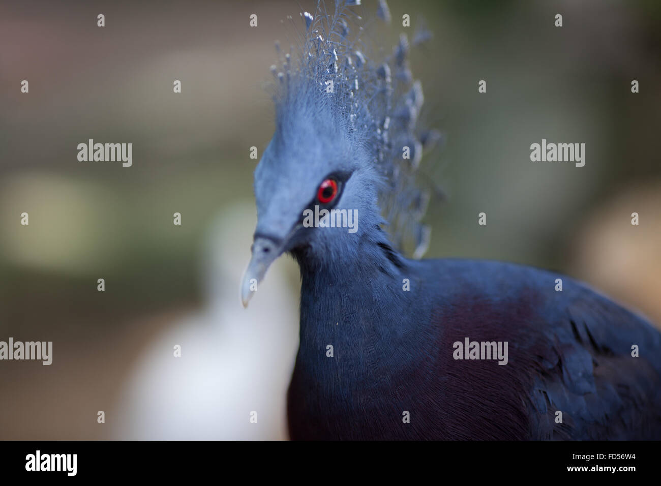 Victoria Crowned Pigeon Head High Resolution Stock Photography and ...