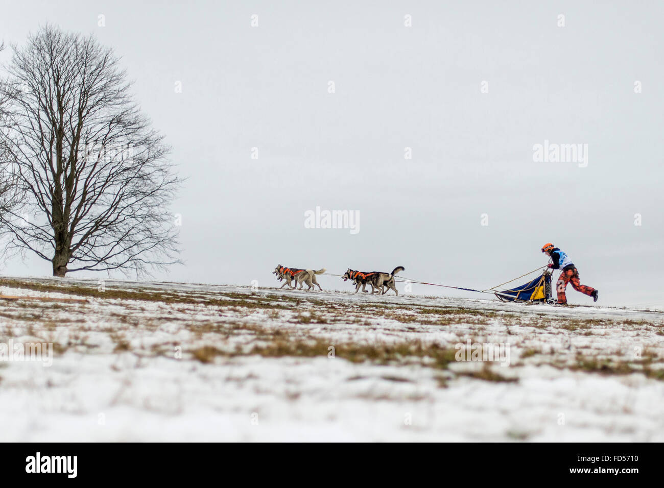 Mushers and theirs dog teams during the Sedivackuv long race, Orlicke ...
