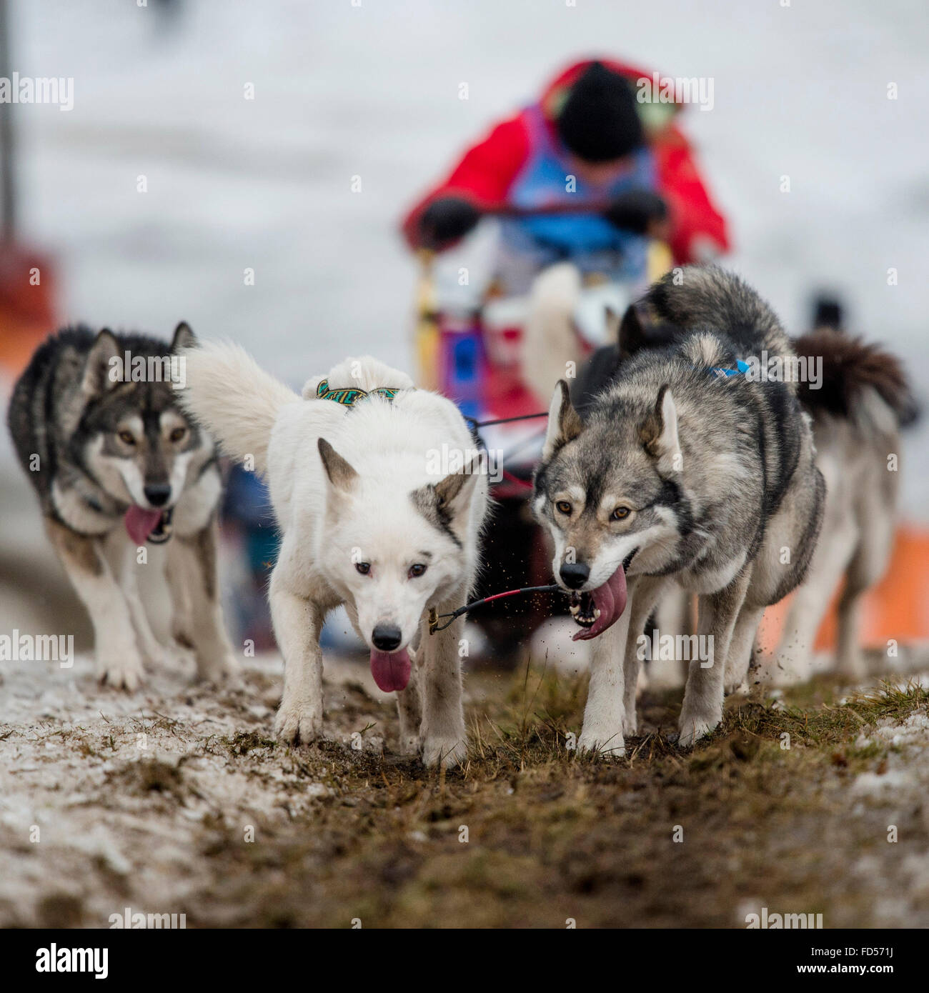 Mushers and theirs dog teams during the Sedivackuv long race, Orlicke ...