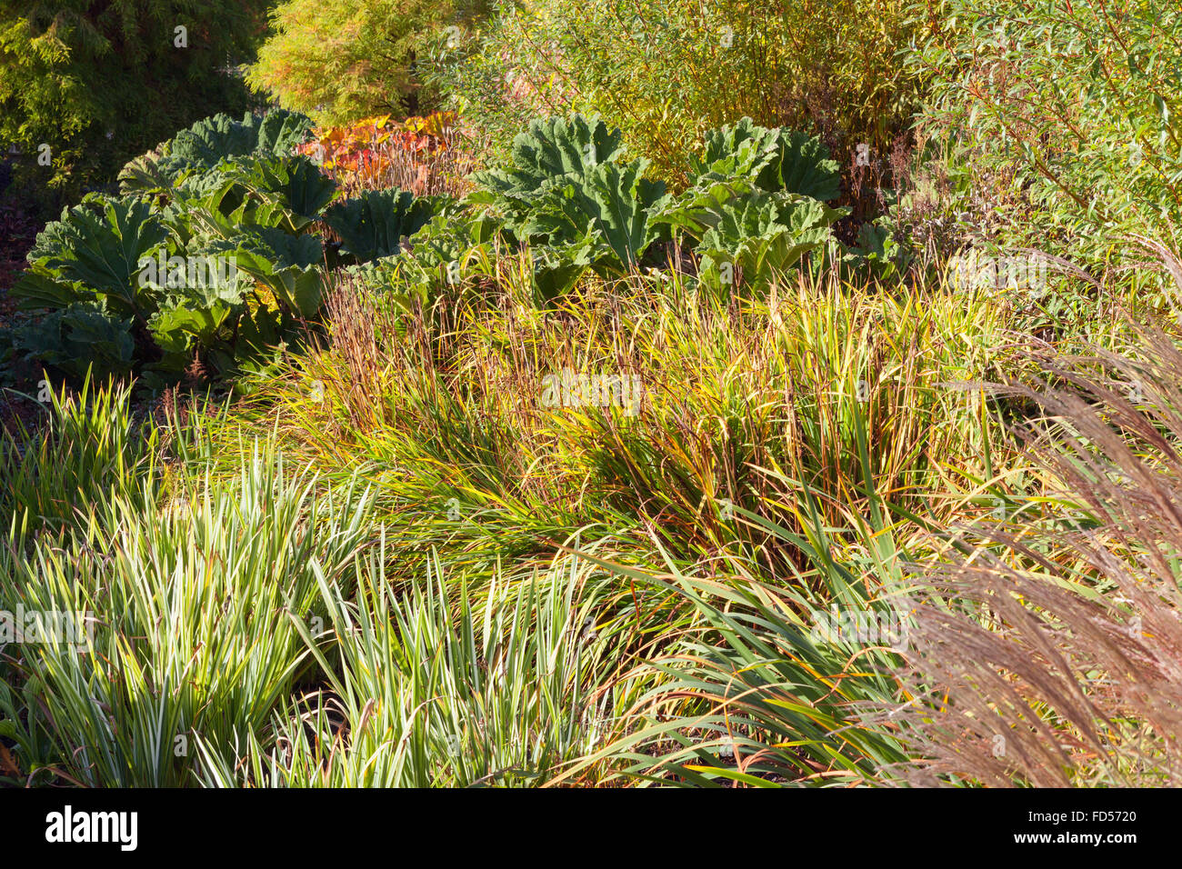 The Damp Garden features Gunnera and Iris. Brightwater Gardens, Saxby ...