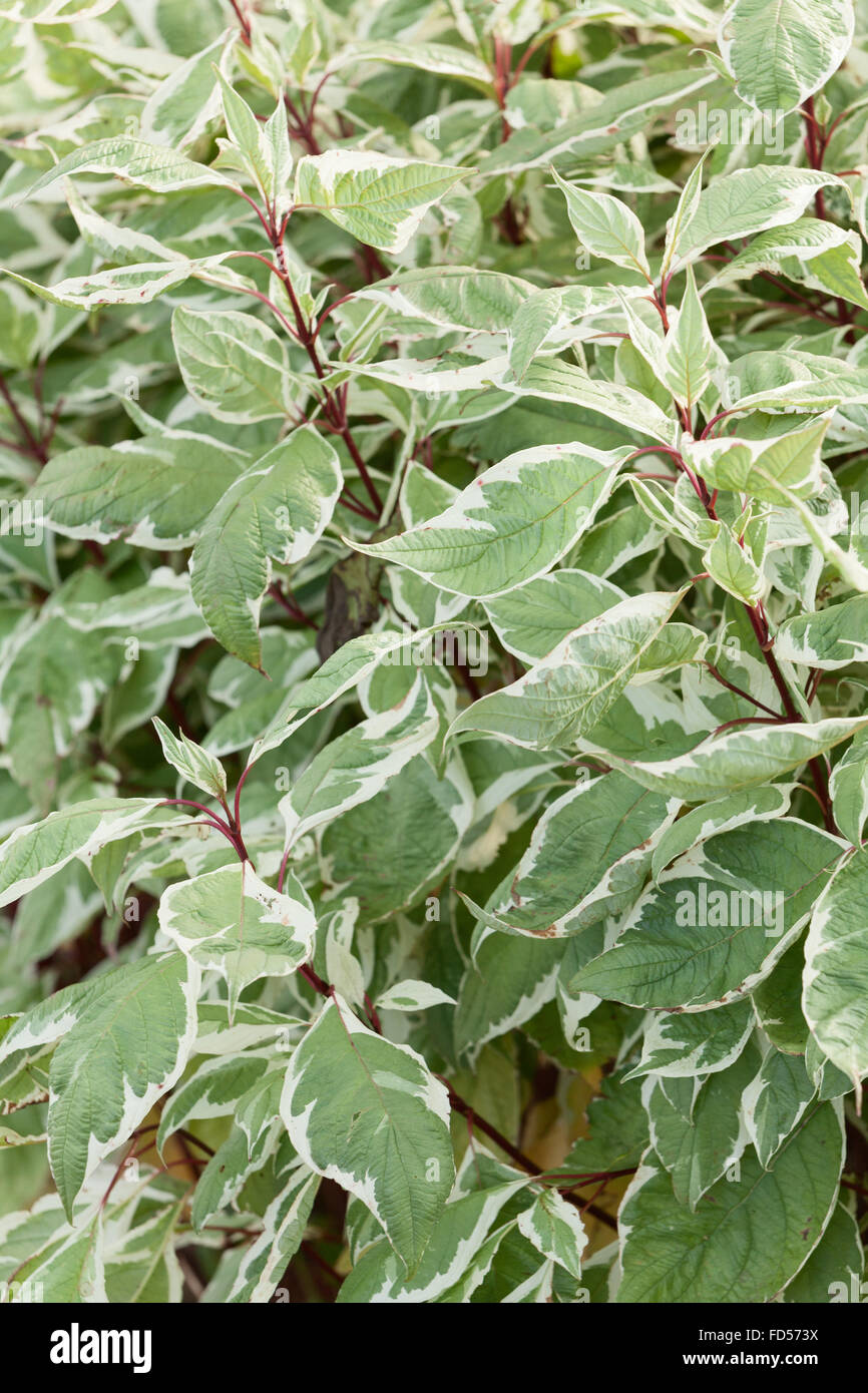 Cornus alba hi-res stock photography and images - Alamy
