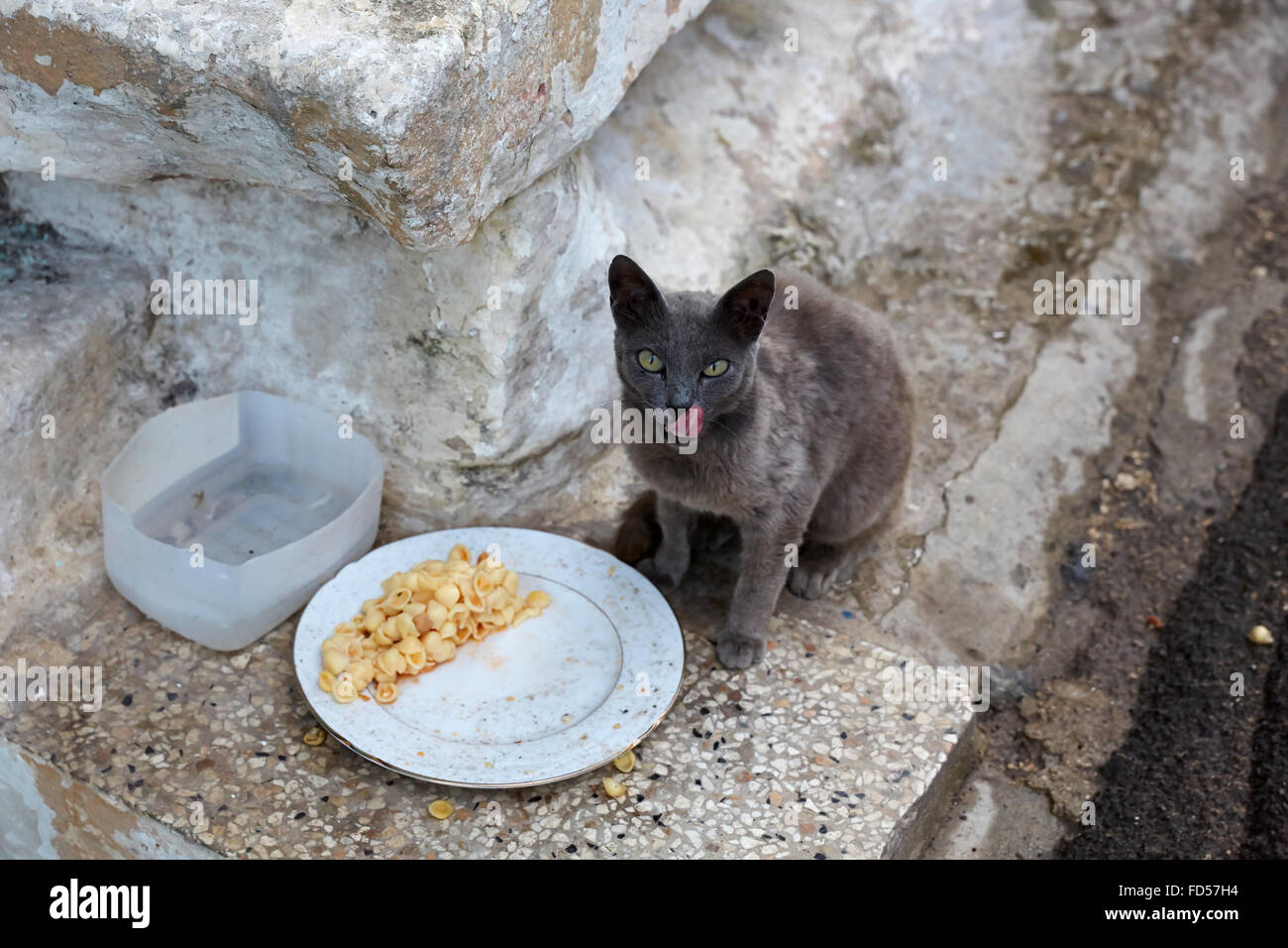 Cat eating pasta Stock Photo - Alamy