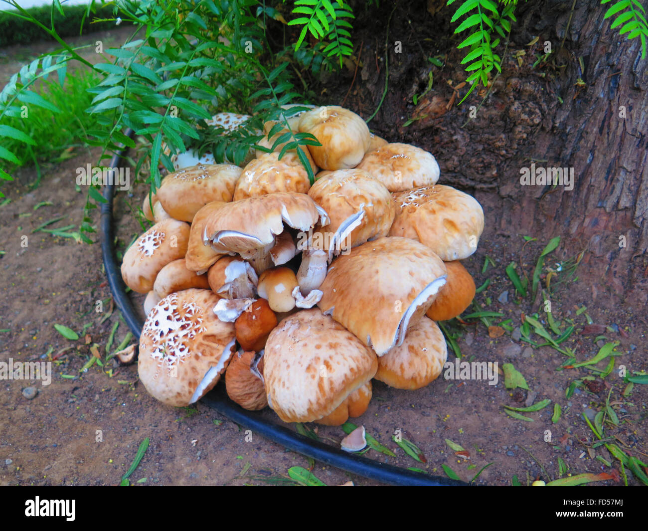 Burst mushroom hi-res stock photography and images - Alamy