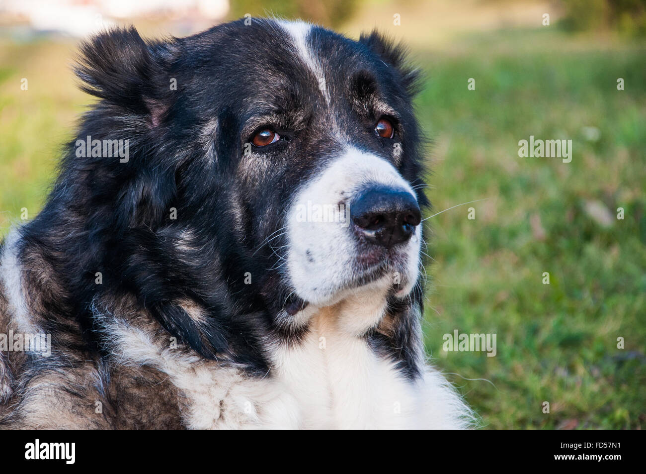 Caucasian shepherd dog hi-res stock photography and images - Alamy