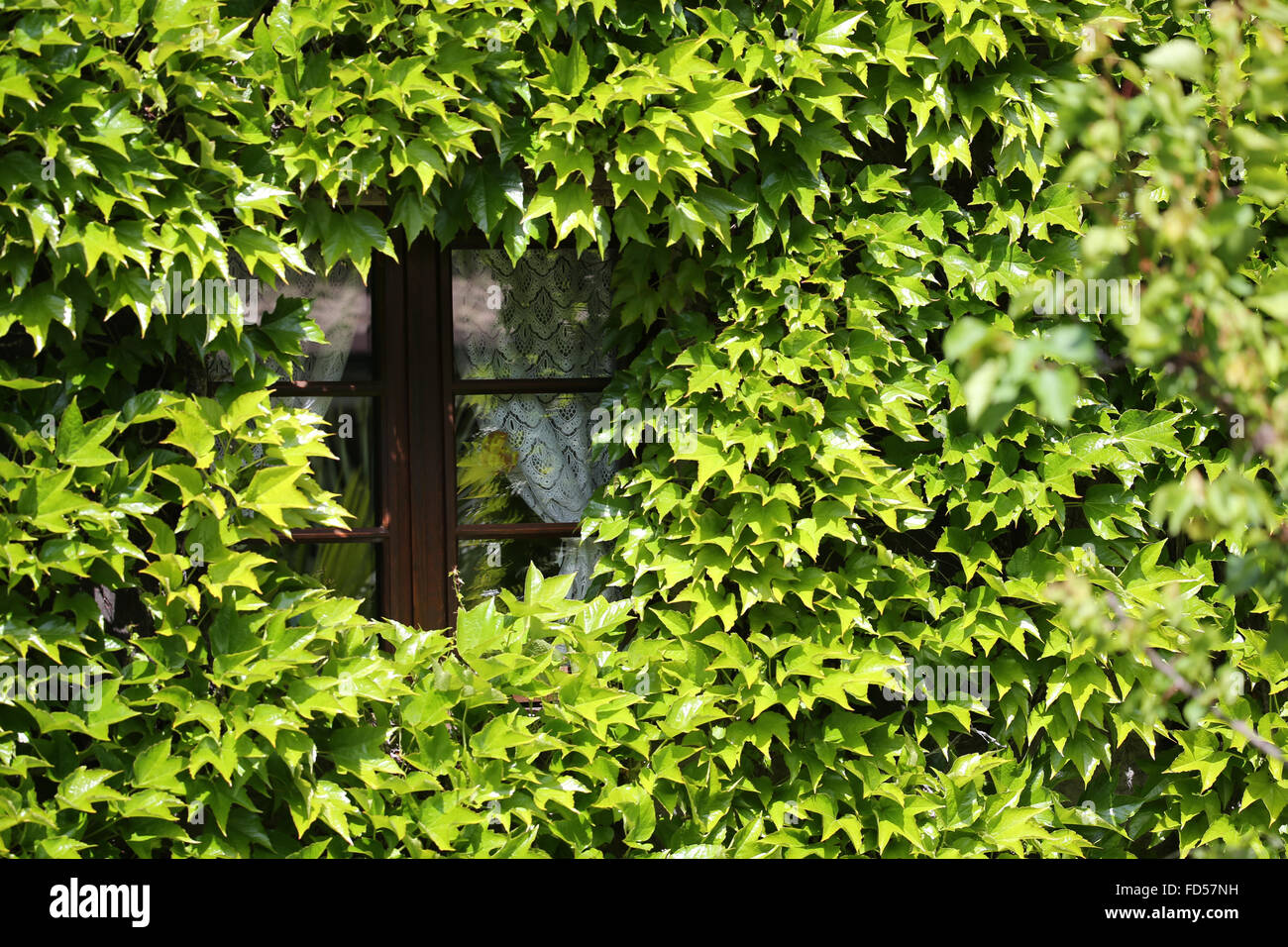 Window and leaves Stock Photo - Alamy