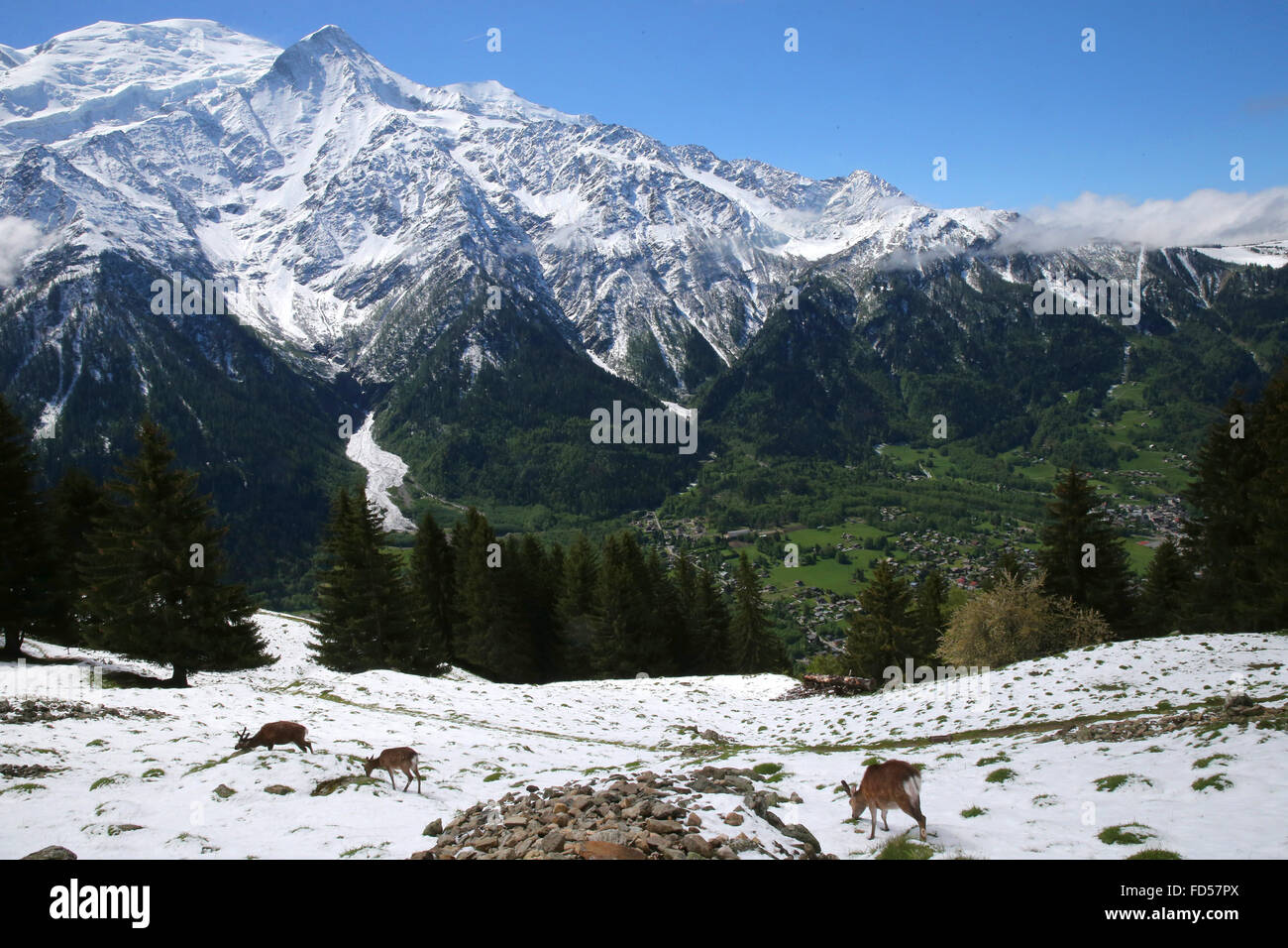 Merlet park hi-res stock photography and images - Alamy