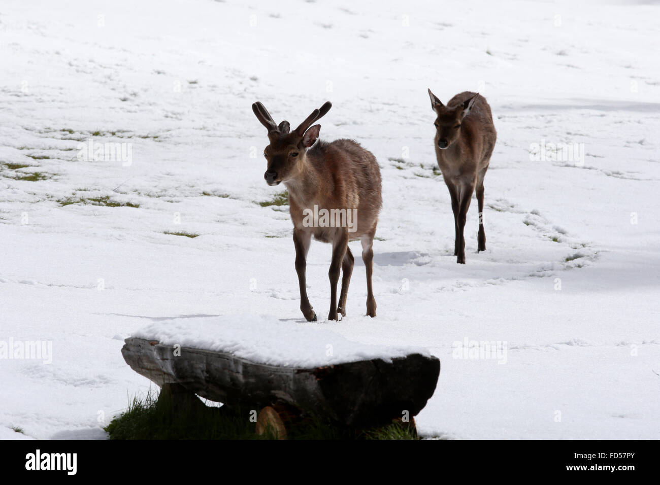 Merlet wildlife park. Red deer (Cervus elaphus Stock Photo - Alamy