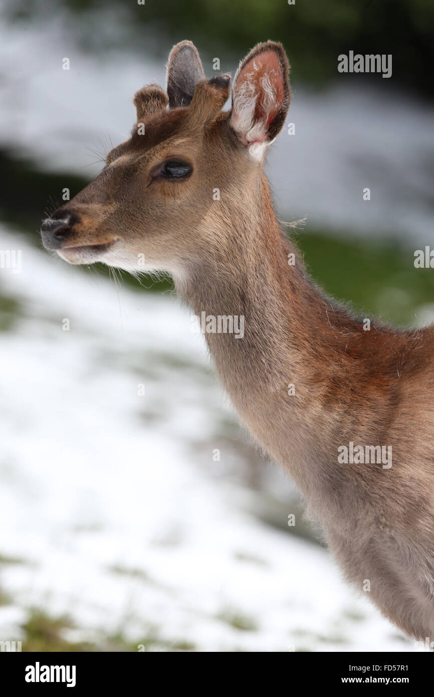 Merlet wildlife park. Red deer (Cervus elaphus Stock Photo - Alamy
