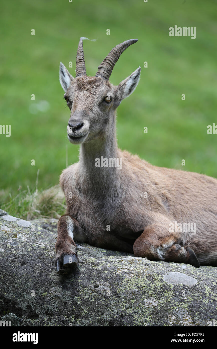 The merlet animal park hi-res stock photography and images - Alamy