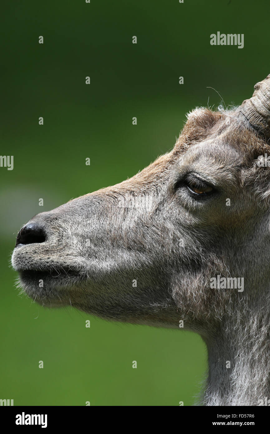 Merlet wildlife park. Chamois (Rupicapra rupicapra Stock Photo - Alamy