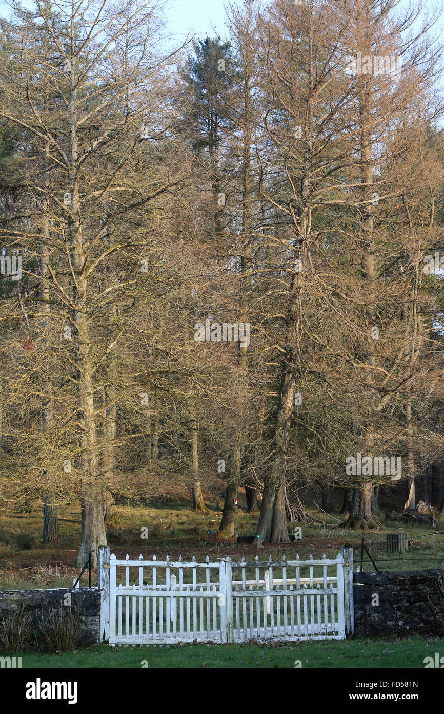 Fence in a forest Stock Photo - Alamy